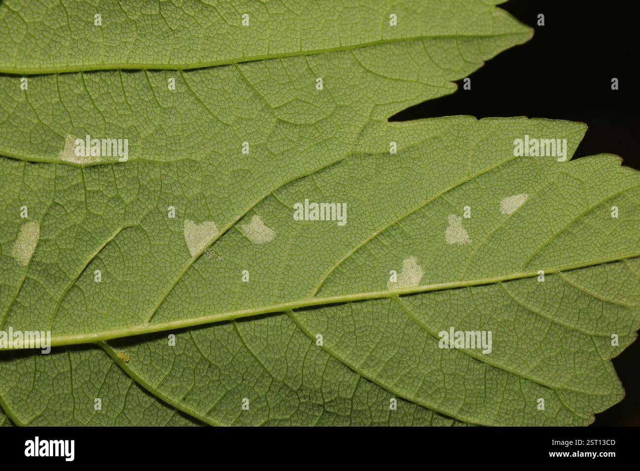 Sycamore Felt Gall Mite (Aceria pseudoplatani), Arachnida, Childwall ...