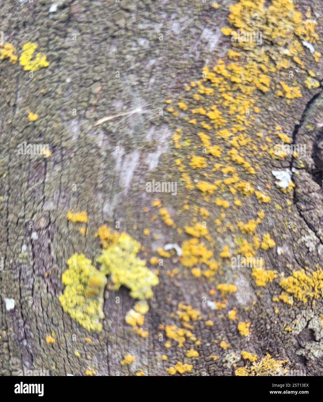 Pacific Candleflame Lichen (Candelaria pacifica), Fungi, Gral. Pico, La ...