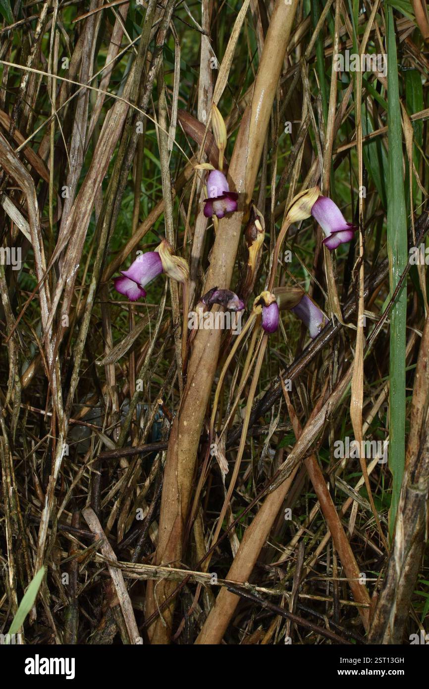 Indian Broomrape (Aeginetia indica), Plantae, 中国广东省阳江市阳春市 Stock Photo ...