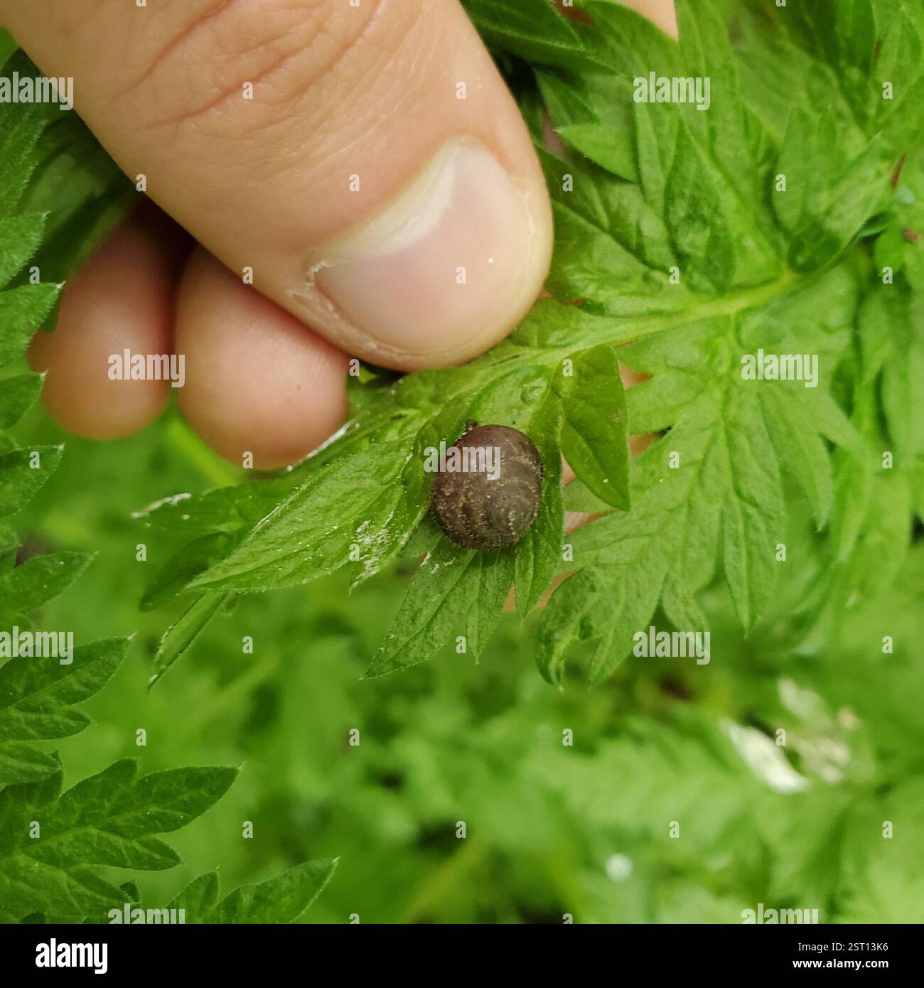 Leaf Snails (Hygromiidae), Mollusca, Countesthorpe, Leicester LE8, UK ...