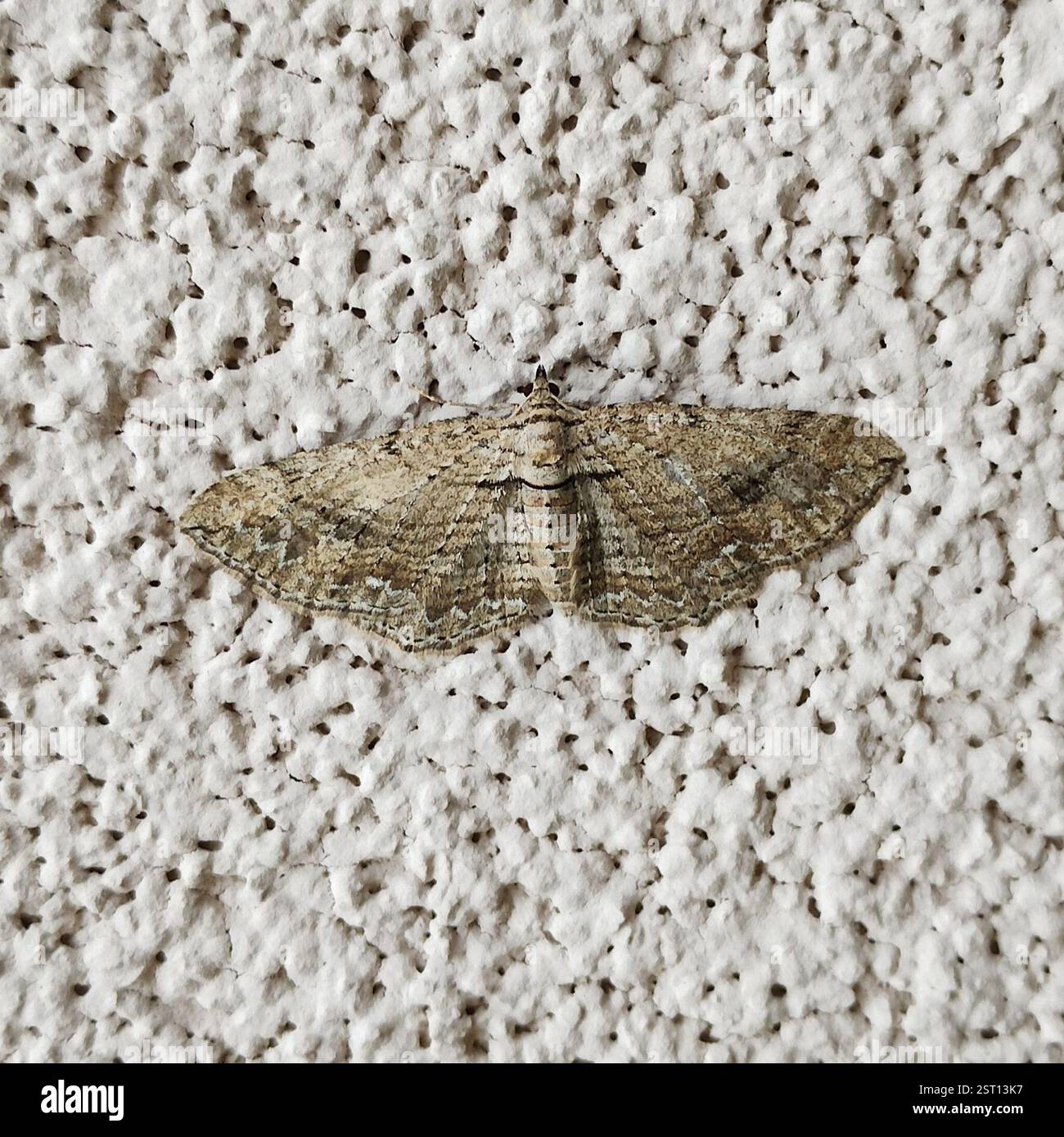 (Horisme tersata), Insecta, Kosanin dol, Pancharevo, Bulgaria Stock ...
