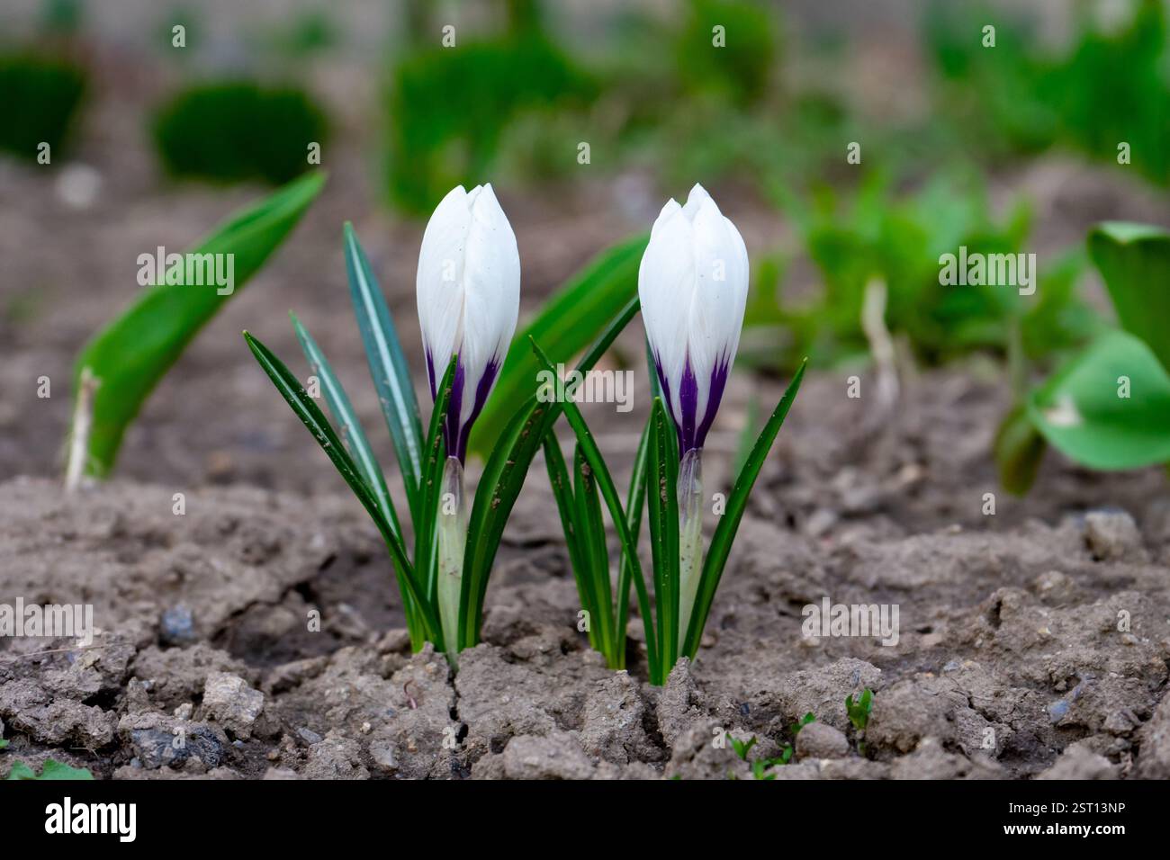 Two white crocus flowers stand tall amidst fresh green leaves in a ...