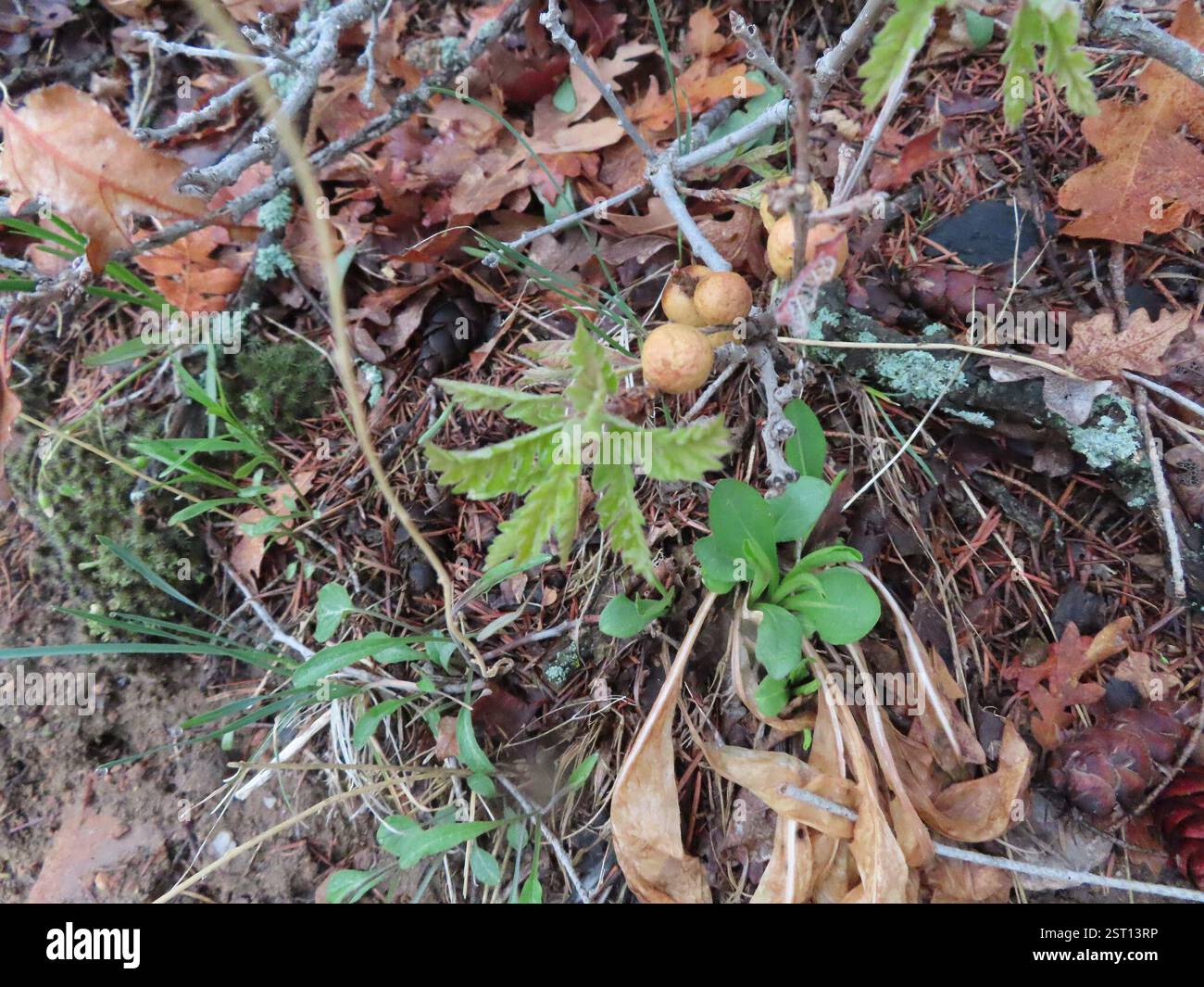 Oak Gall Wasps (Cynipini), Insecta, Jefferson, Colorado, United States ...
