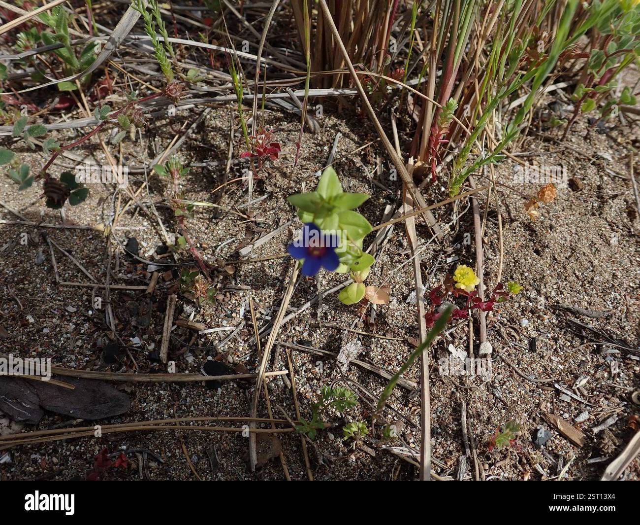 Foemina Blue Pimpernel (Lysimachia foemina), Plantae, İztuzu Plajı ...