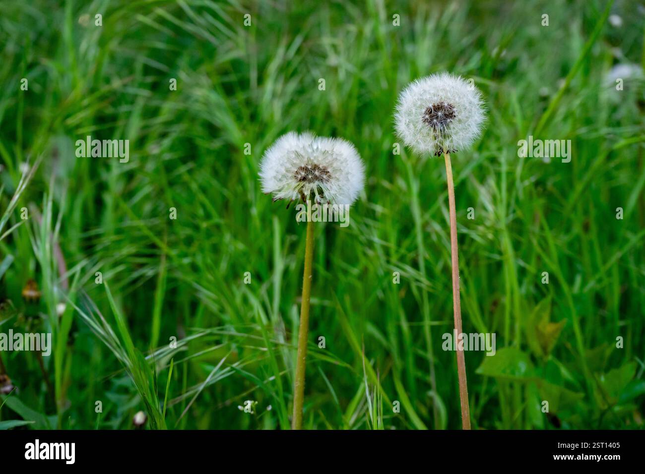 Two dandelions with fluffy white seed heads stand upright in lush green ...