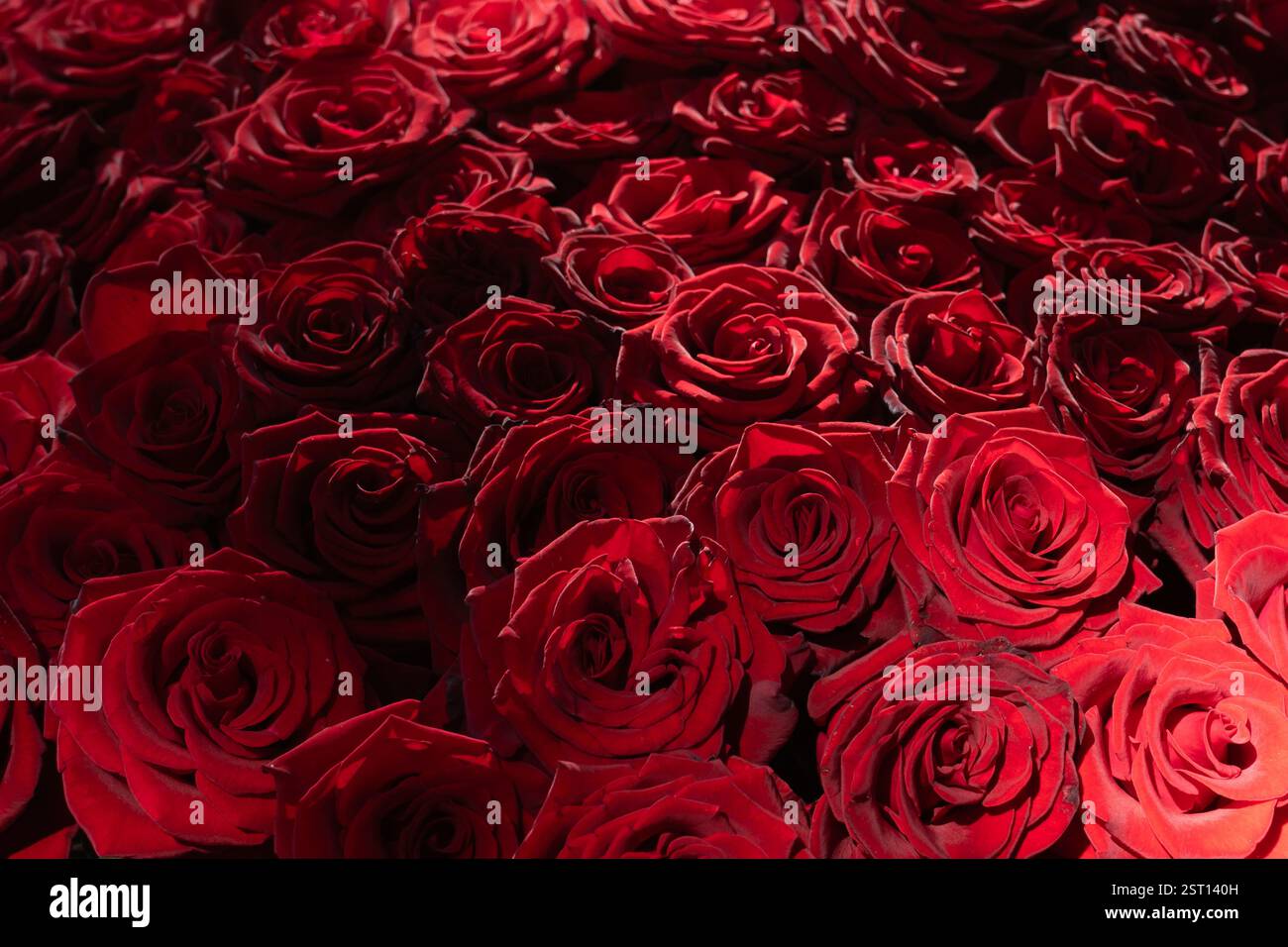 A stunning arrangement of red roses fills the frame, showcasing their ...