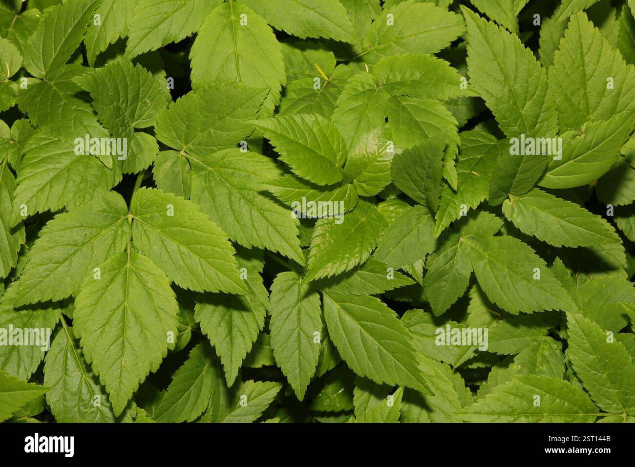 Goutweed (Aegopodium podagraria), Plantae, Norton Priory, Tudor Road ...