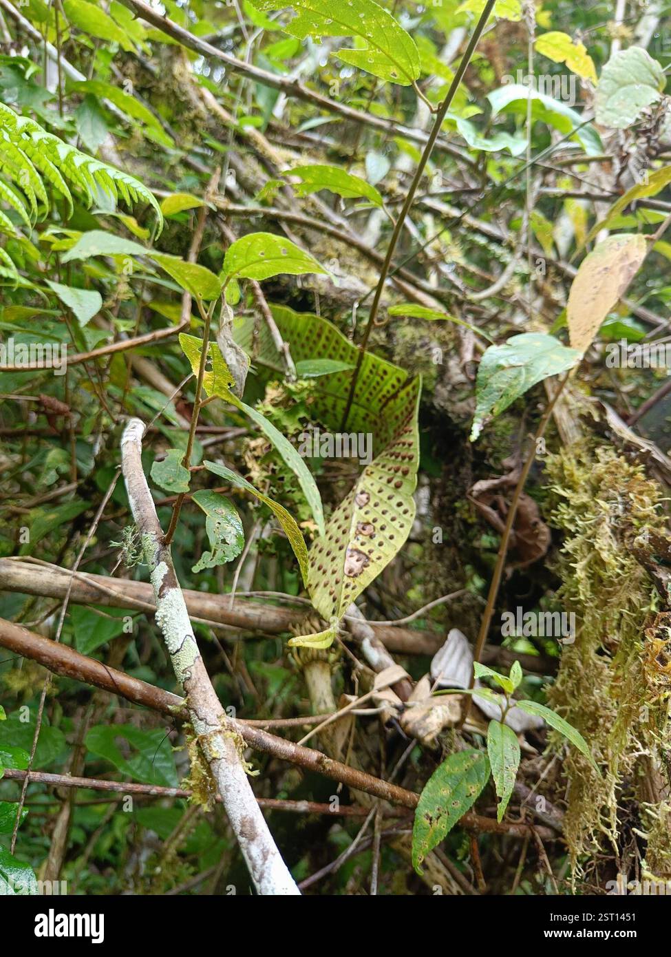 polypody family (Polypodiaceae), Plantae, Palcazu, 19320, Peru Stock ...