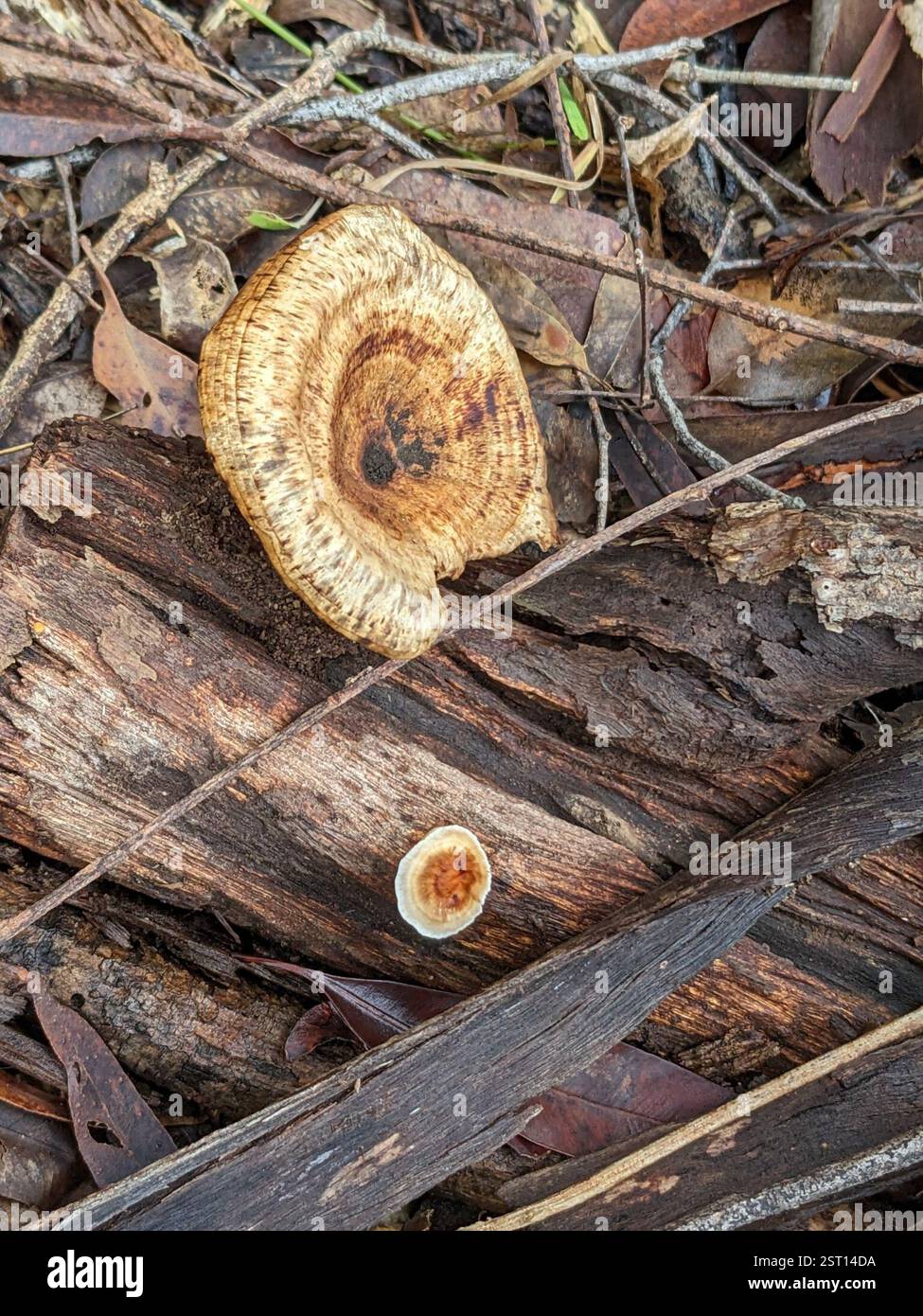yellow stemmed micropore (Microporus xanthopus), Fungi, Burnside QLD ...