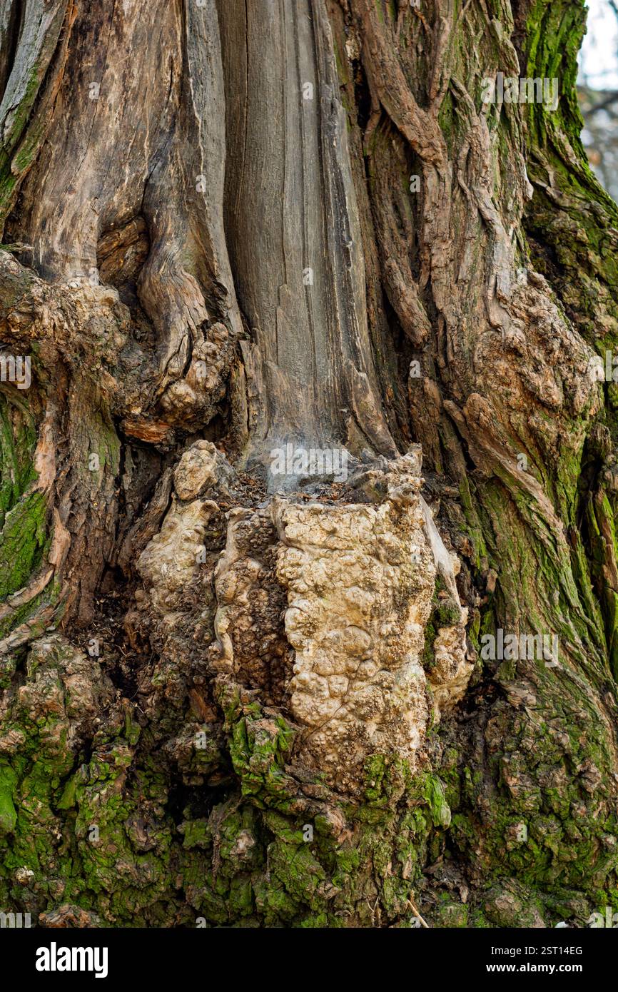 A close-up view of a tree trunk displaying intricate textures and ...