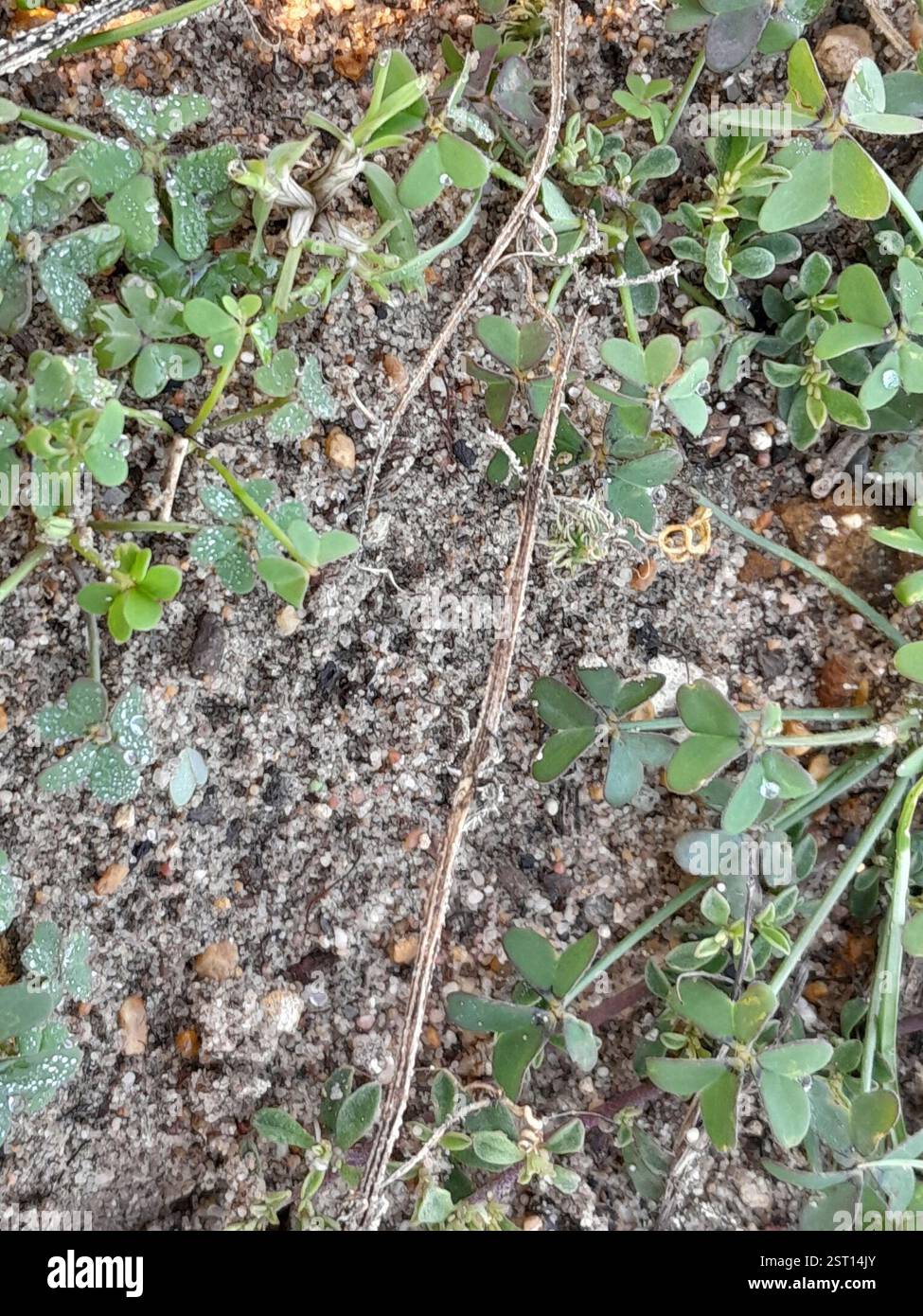 paddy melon (Cucumis myriocarpus), Plantae, Cape Farms, Cape Town ...