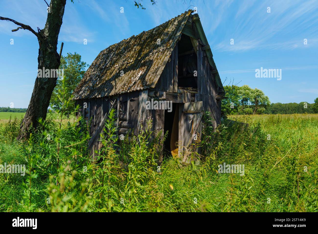 Old wooden shack with a partially collapsed roof, surrounded by tall ...