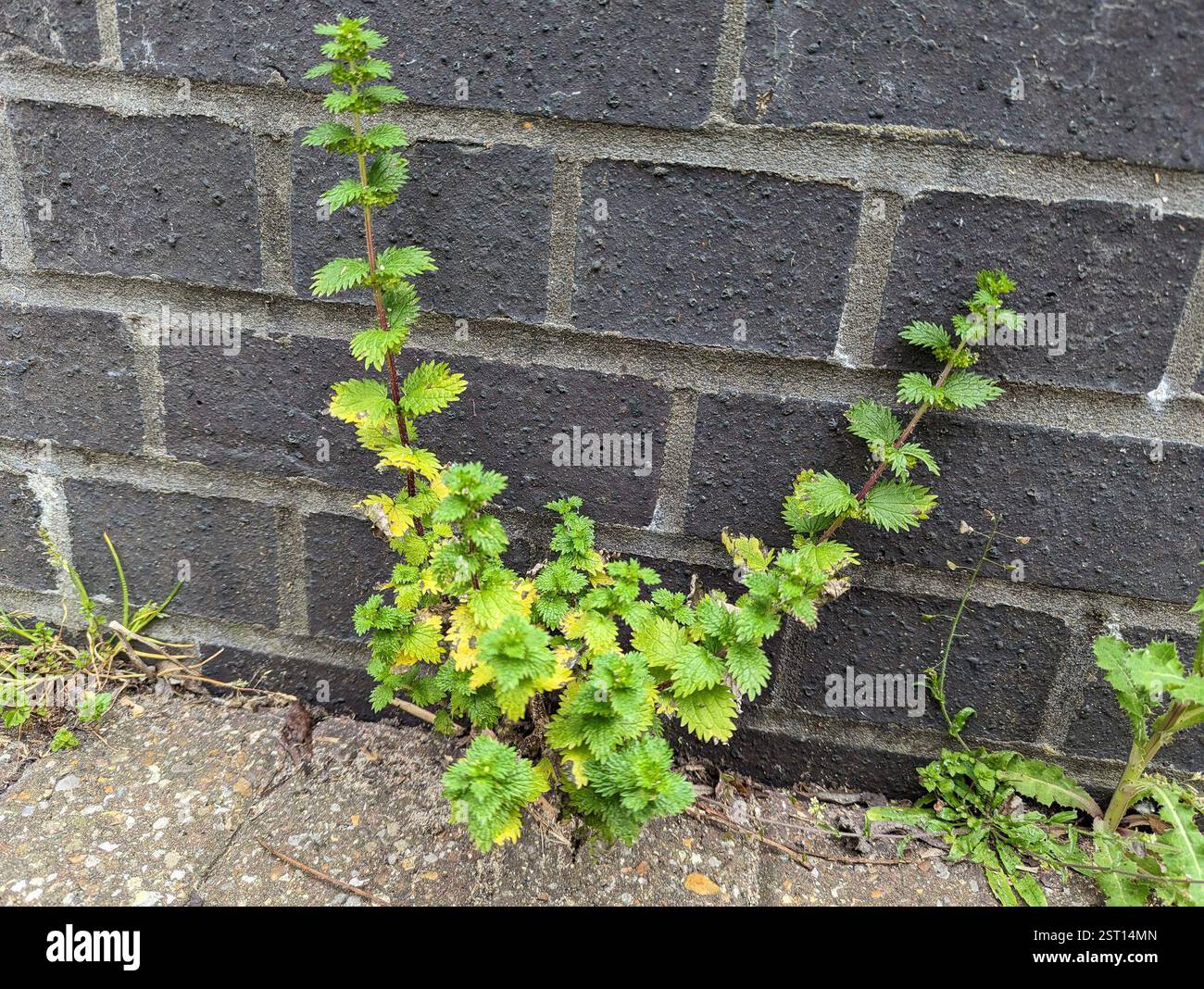 Dwarf Nettle (Urtica urens), Plantae, Rotherhithe, London SE16, UK ...