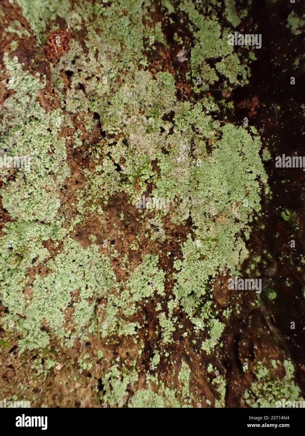 Common Dust Lichen (Lepraria incana), Fungi, Ebernoe Common Nature ...