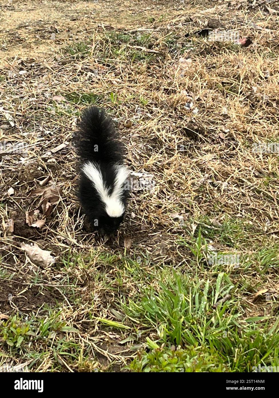 Striped Skunk (Mephitis mephitis), Mammalia, McCarthy Ranch, Milpitas ...