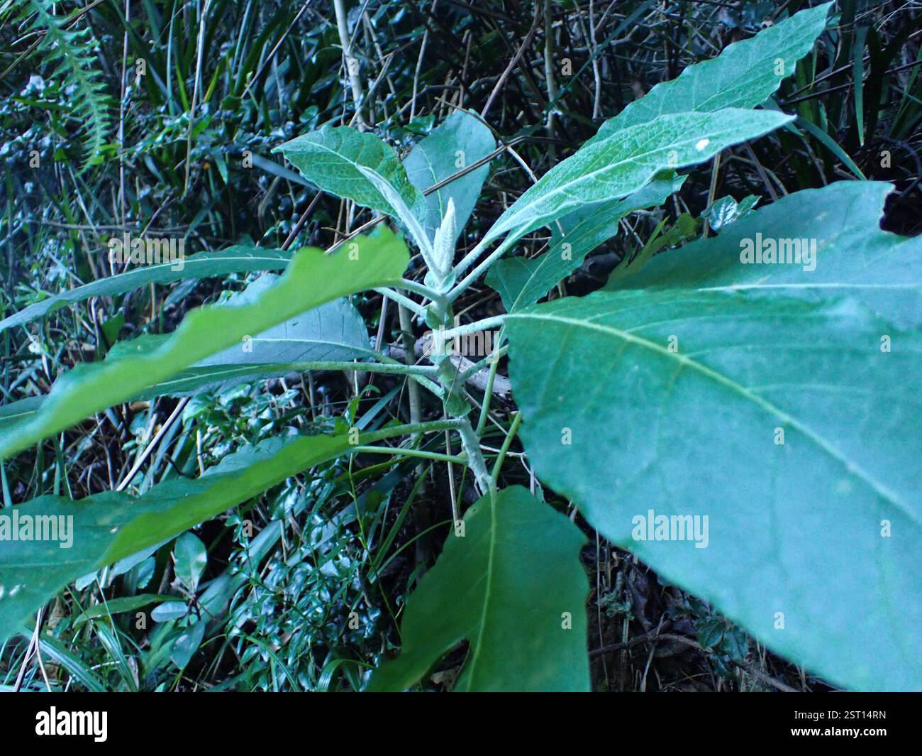 giant bitter-apple (Solanum giganteum), Plantae, Grootvadersbosch ...