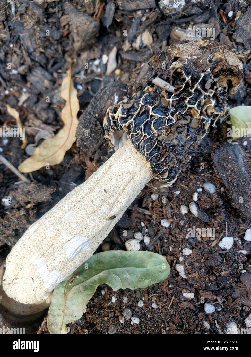 common stinkhorn (Phallus impudicus), Fungi, Spring Garden ...