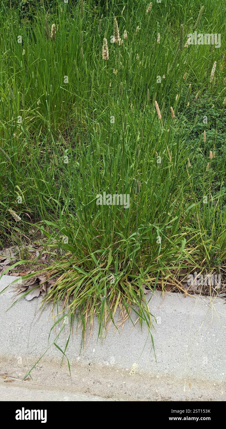 harding grass (Phalaris aquatica), Plantae, Westwood, Los Angeles, CA ...