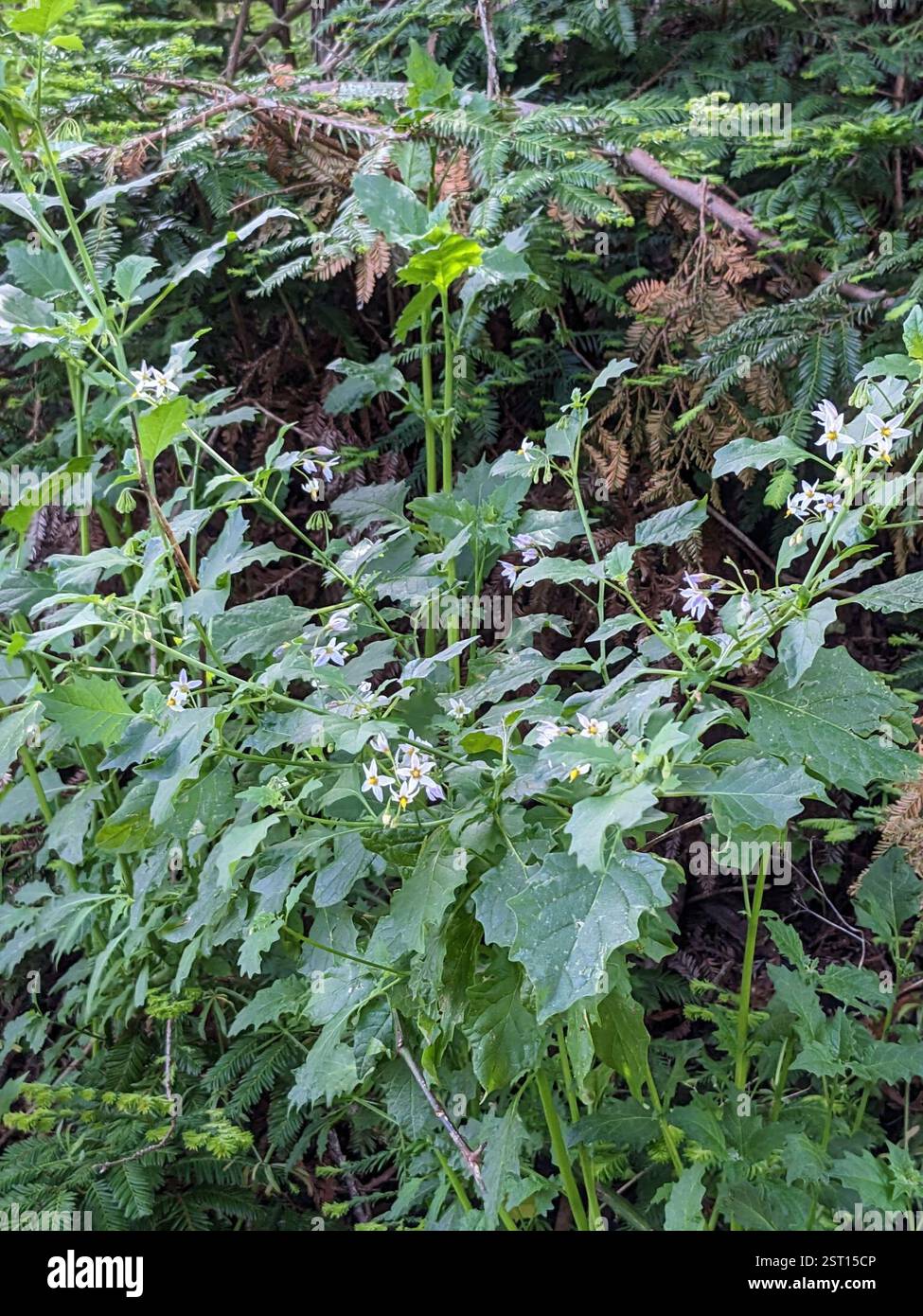 greenspot nightshade (Solanum douglasii), Plantae, Water & Ocean, Santa ...