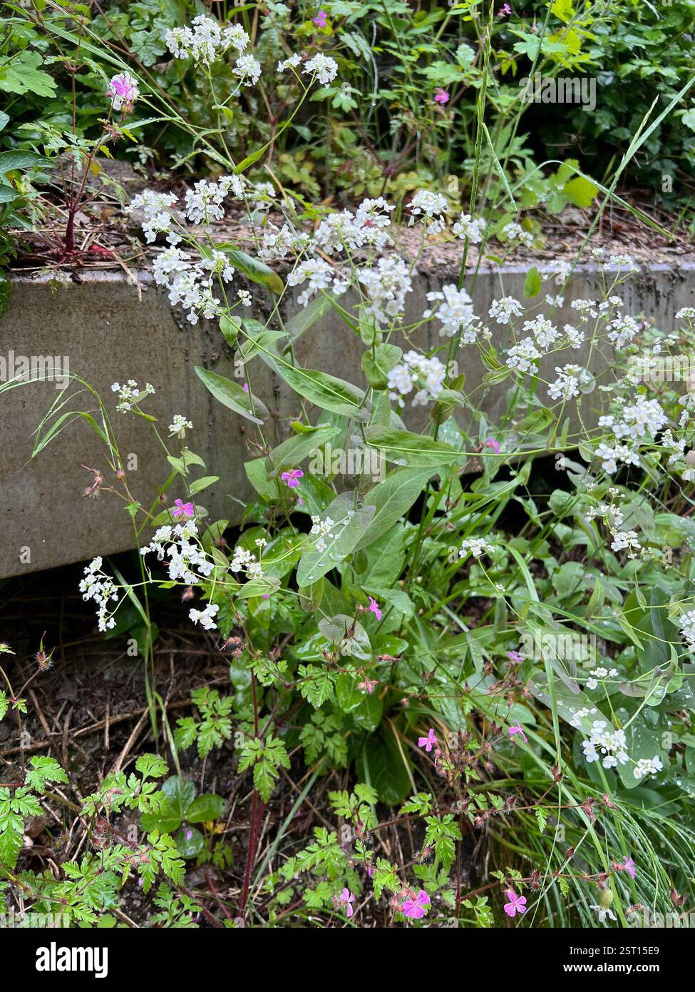Garlic Cress (Peltaria alliacea), Plantae, M-I 101, Banja Luka ...