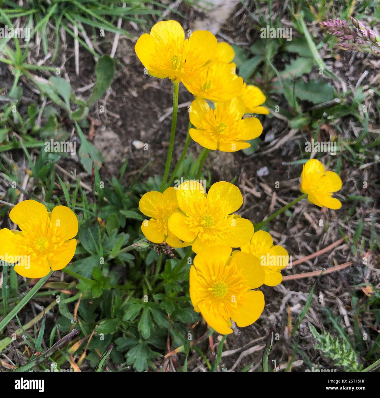 Mountain Buttercup (Ranunculus montanus), Plantae, Hauptstrasse 416 ...
