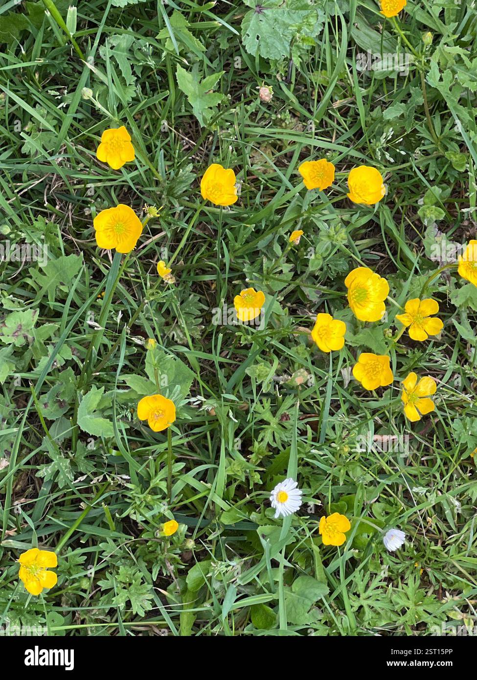 bulbous buttercup (Ranunculus bulbosus), Plantae, Gunners Park and ...