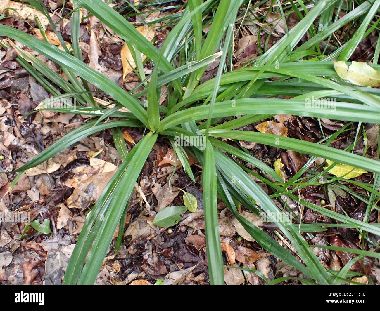 Dwarf striped umbrella sedge (Cyperus albostriatus), Plantae ...