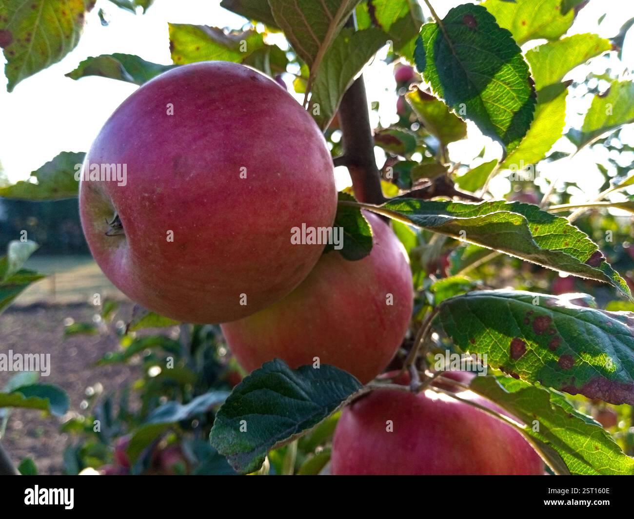 Bright red apples dangle from lush green leaves in an orchard during ...