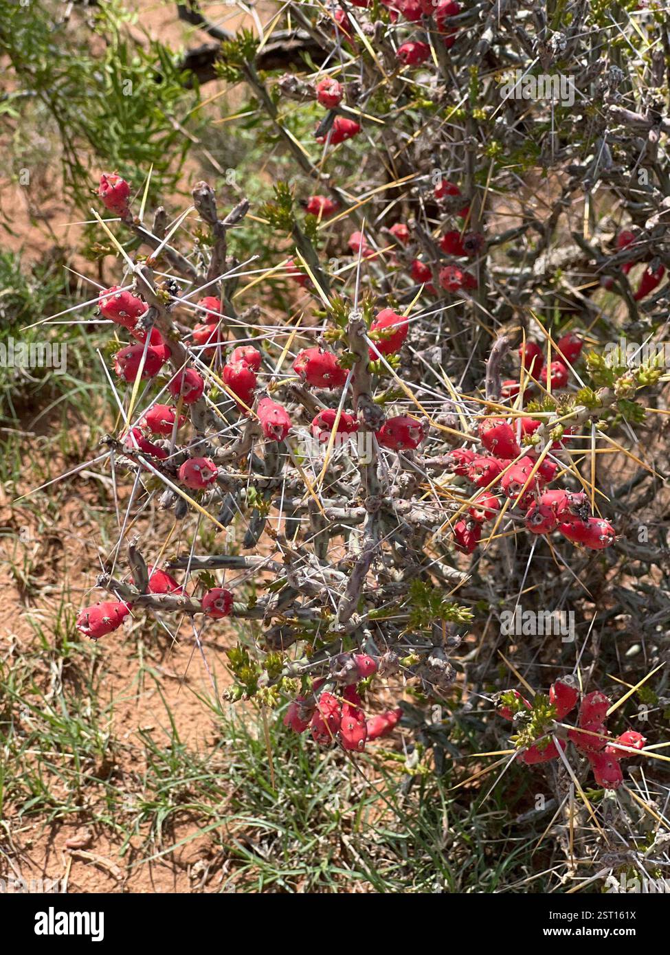 Christmas cholla (Cylindropuntia leptocaulis), Plantae, Caprock Canyons ...