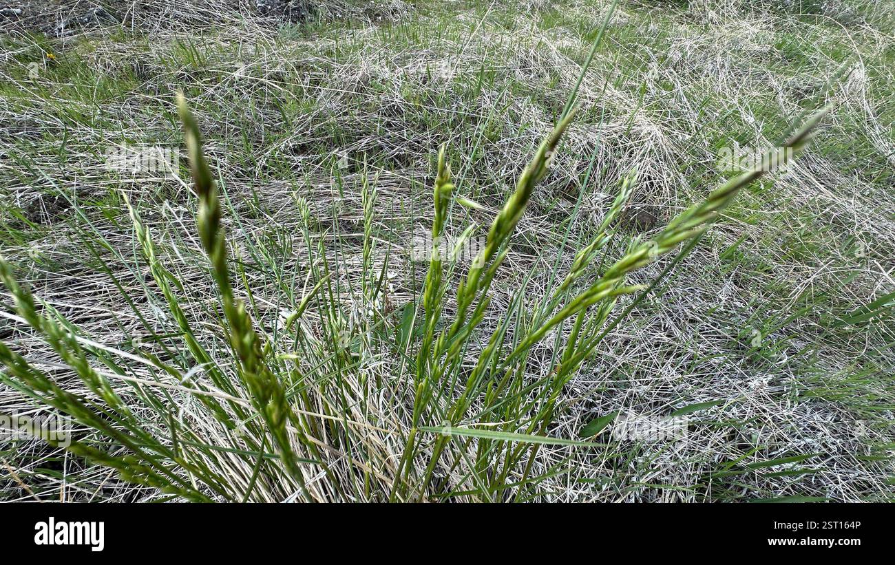 Big Rough Fescue (Festuca campestris), Plantae, North Okanagan, BC ...
