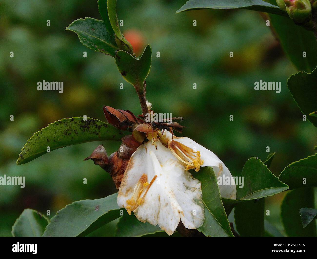 Australian paper wasp polistes humilis hi-res stock photography and ...