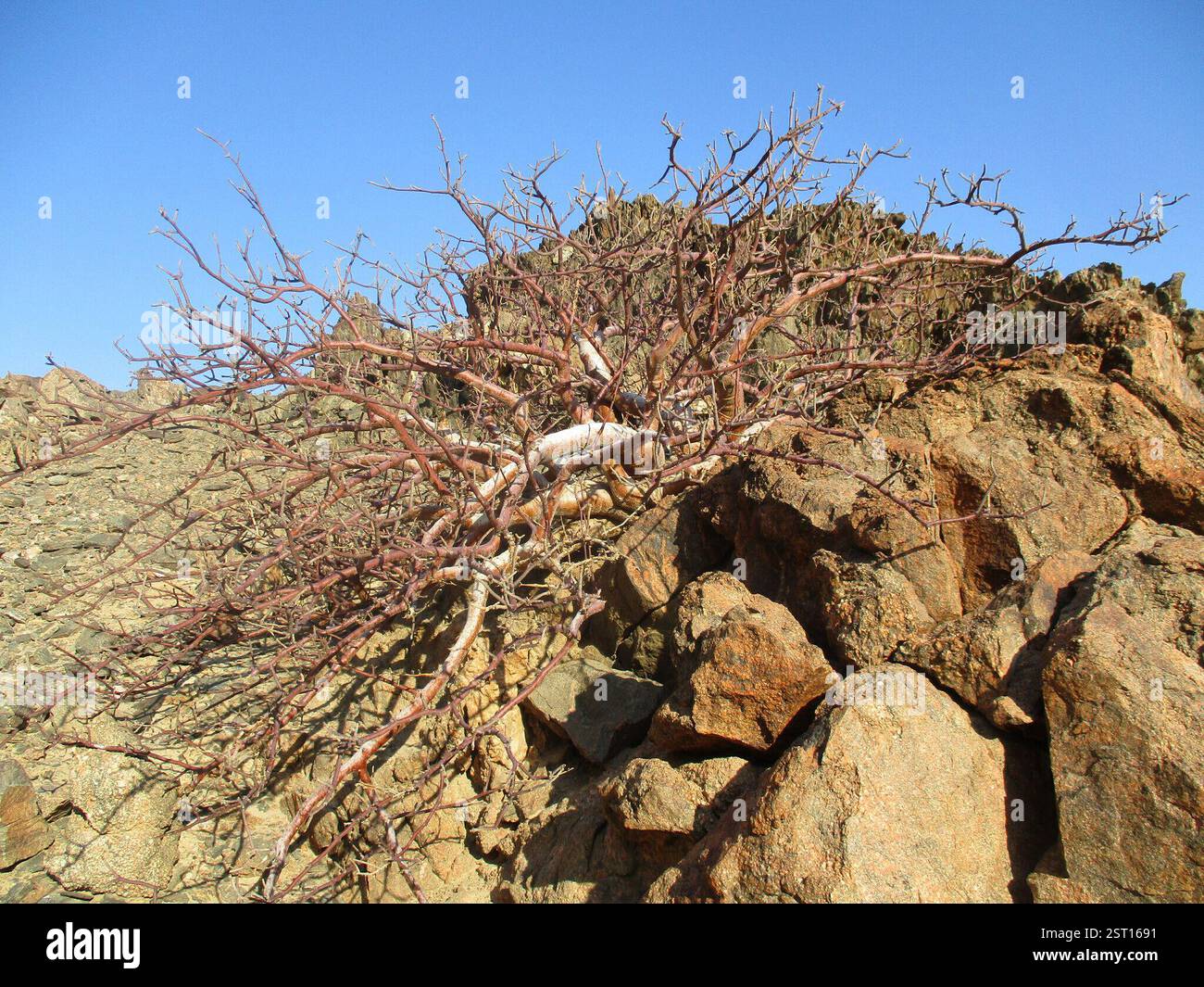 Kaokoensis hi-res stock photography and images - Alamy