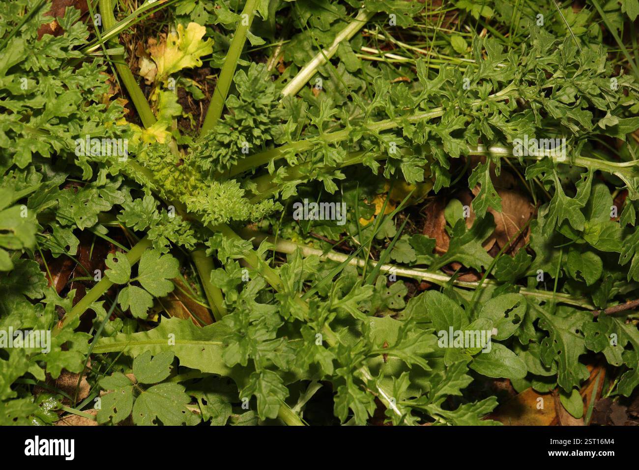 ragwort (Jacobaea vulgaris), Plantae, Norton Priory, Tudor Road ...