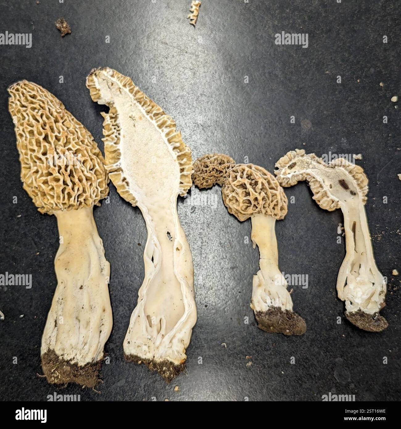 American yellow morel (Morchella americana), Fungi, New York, US, Host ...