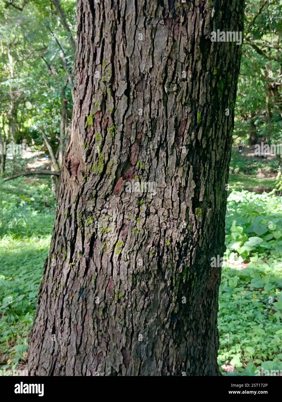 (Cassia moschata), Plantae, 26XW+95 El Cerrito, Cerro Pelón, Guanare ...