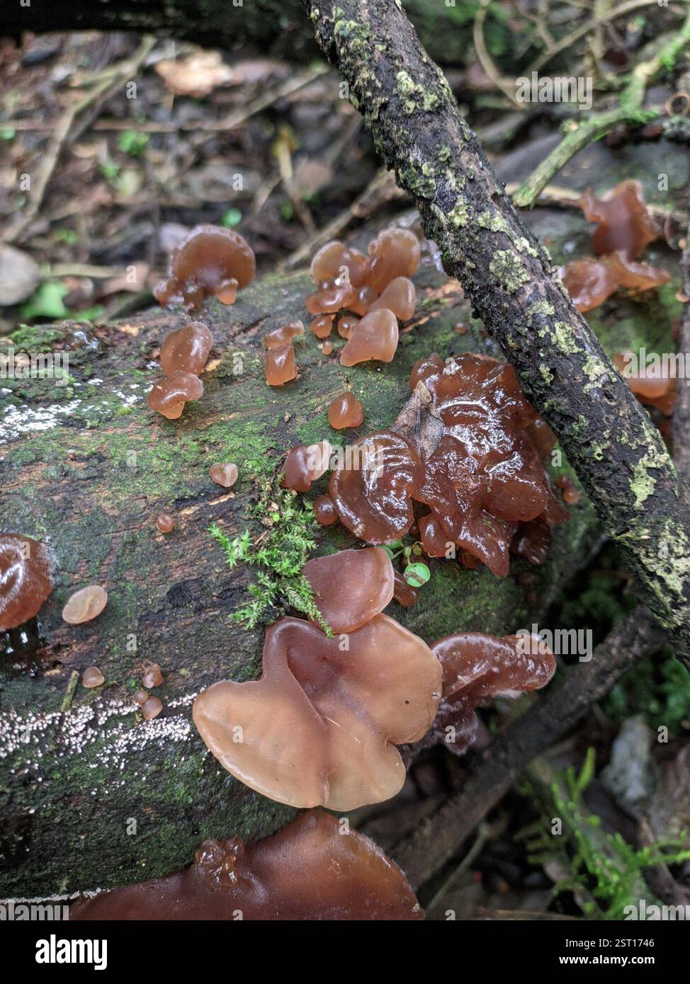 Wood ear fungi (Auricularia), Fungi, Milidhane, Tamil Nadu 643217 ...