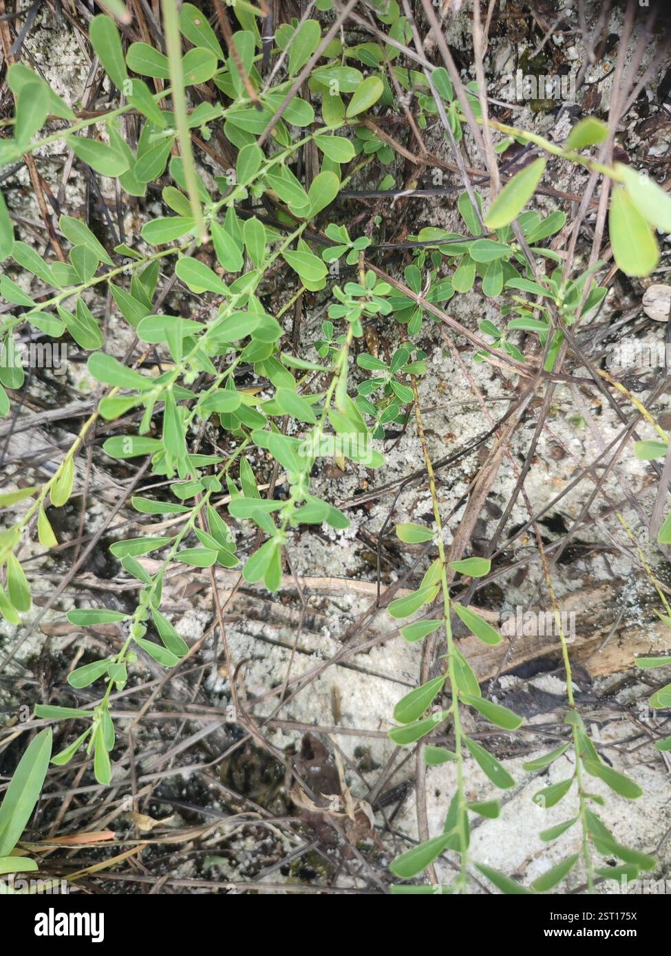 Smartweed Leafflower (Phyllanthus polygonoides), Plantae, British ...