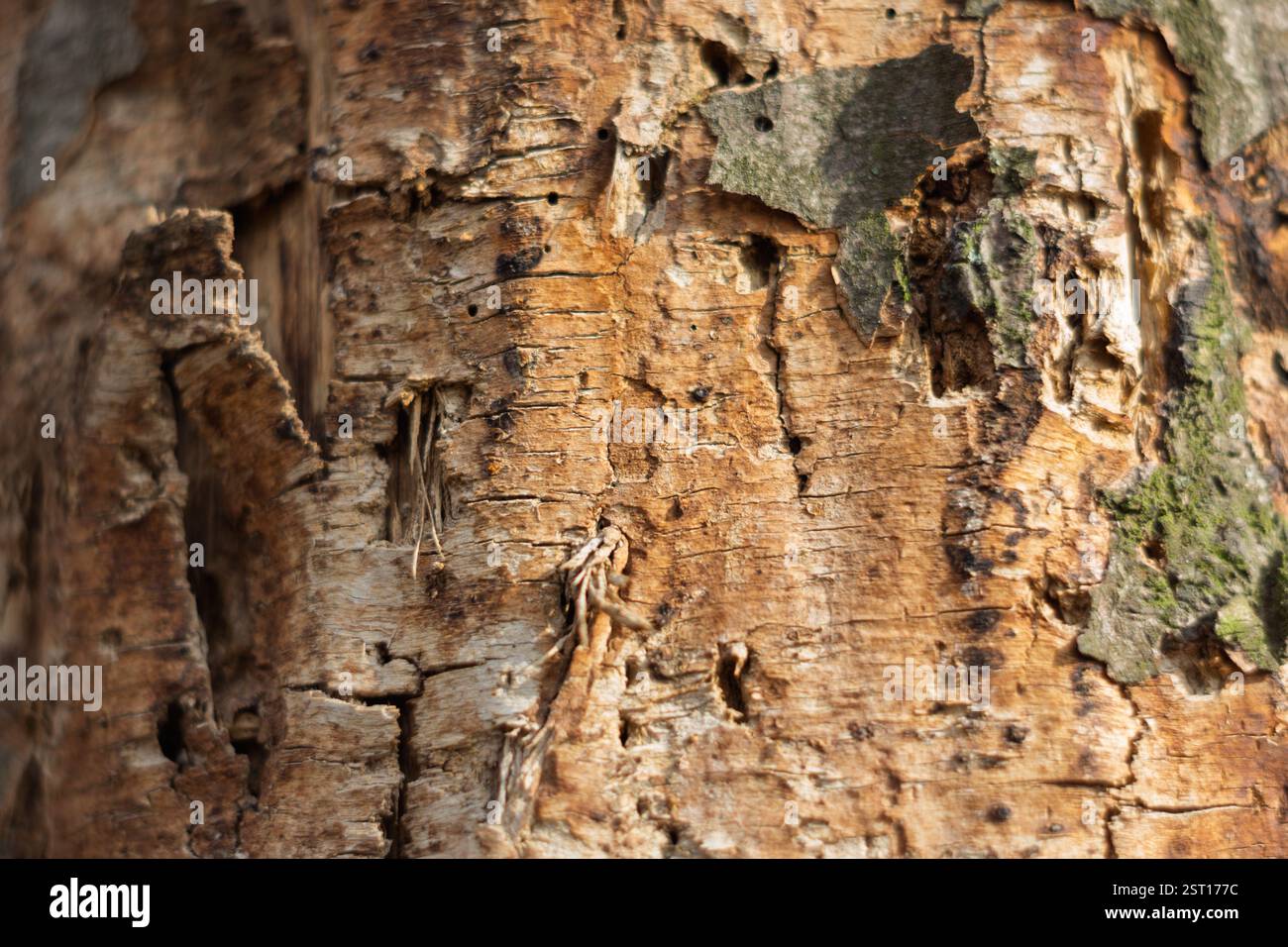 A close-up of tree bark showcases intricate textures and patterns. The ...