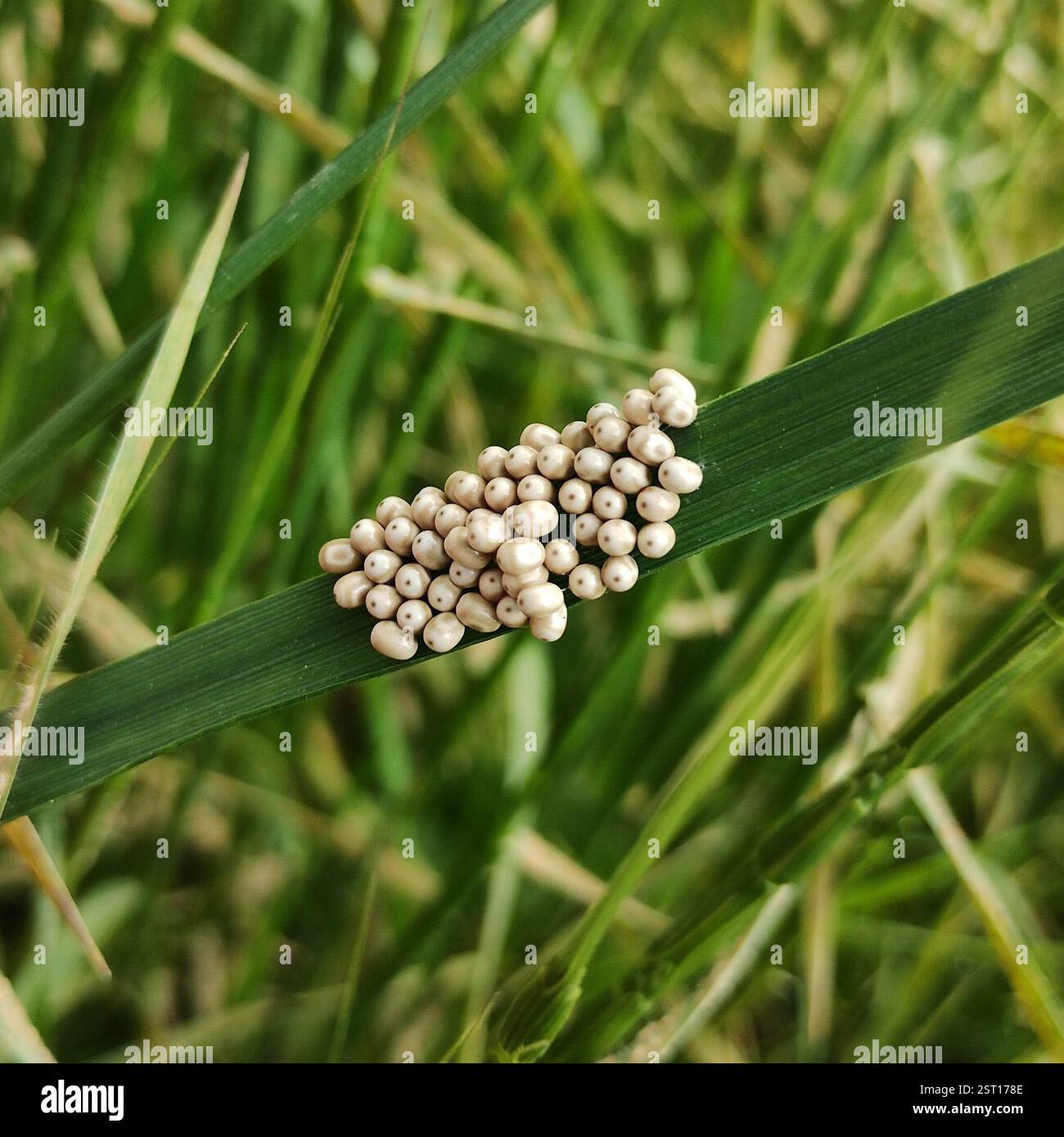 Fox Moth (Macrothylacia rubi), Insecta, Kosanin dol, Pancharevo ...