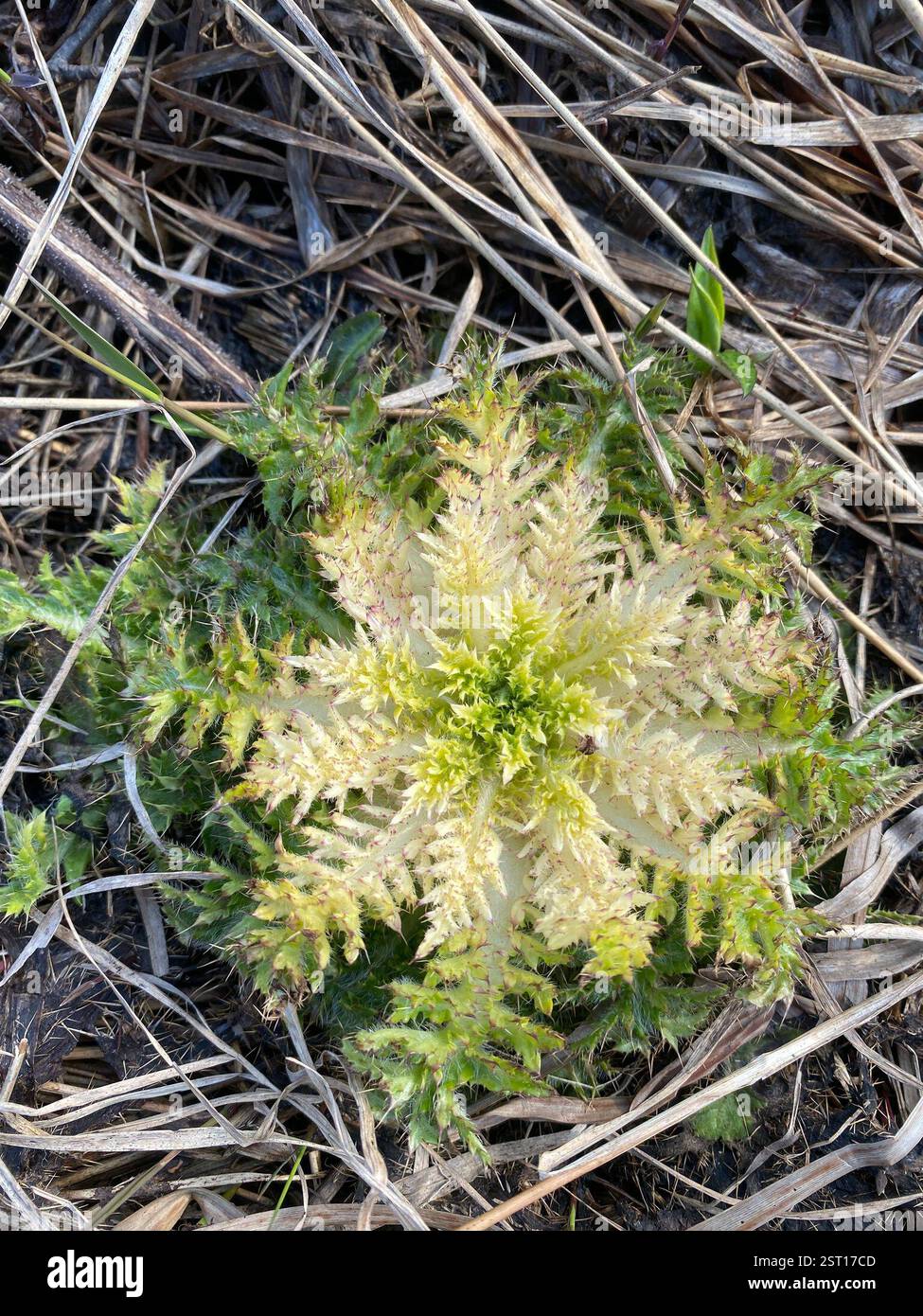 Bacterial Speck (Pseudomonas syringae), , Silver Bay, MN, US, First ...