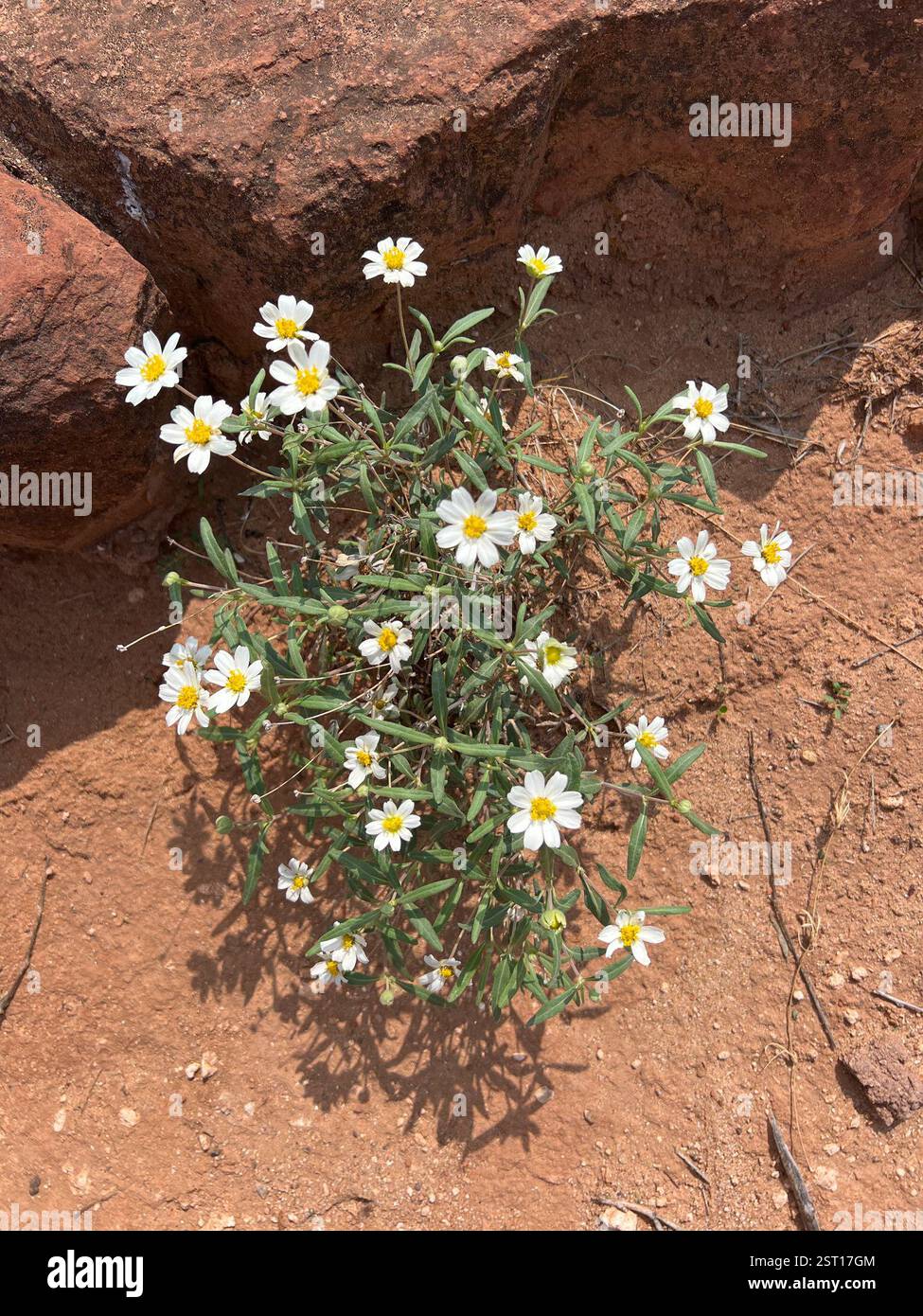 blackfoot daisy (Melampodium leucanthum), Plantae, Caprock Canyons ...