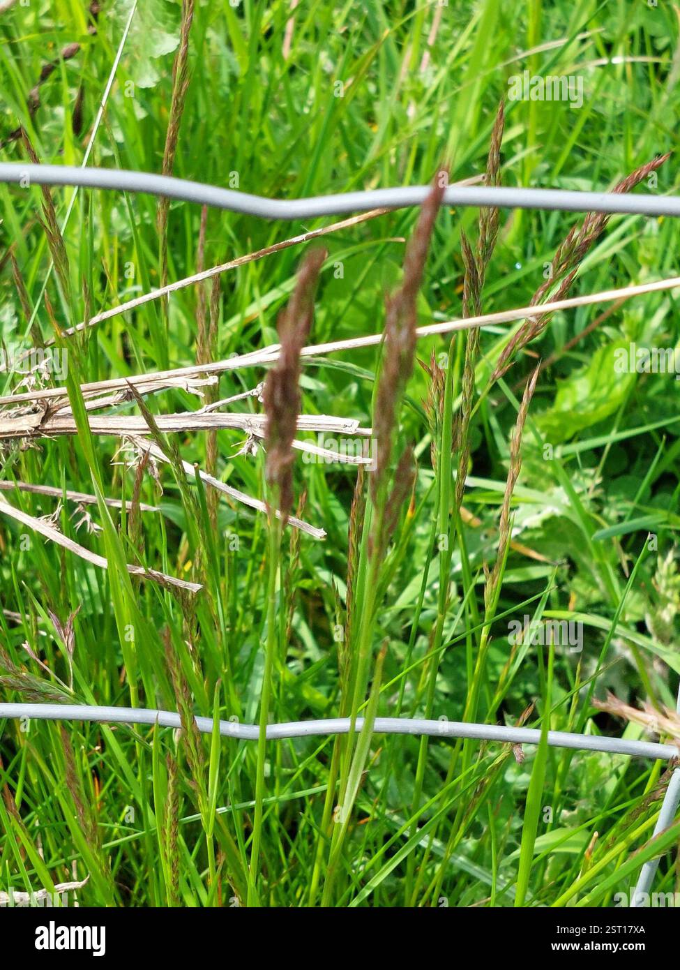 Yorkshire fog (Holcus lanatus), Plantae, Ashby Woulds, UK Stock Photo ...