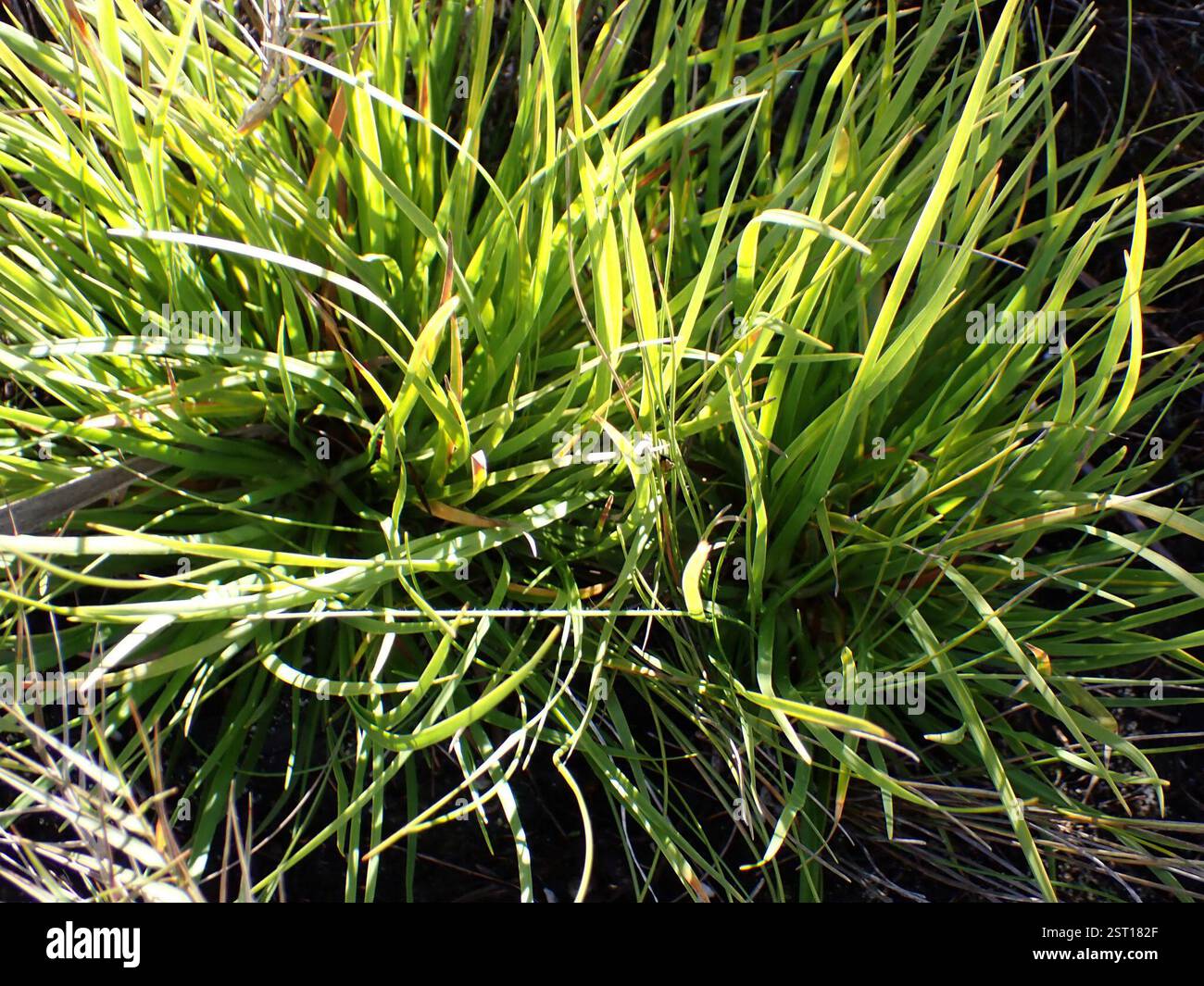 Jamaica swamp sawgrass (Cladium mariscus jamaicense), Plantae ...
