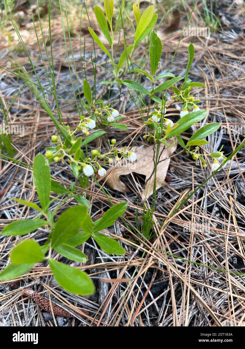 dwarf huckleberry (Gaylussacia dumosa), Plantae, North Carolina, US ...