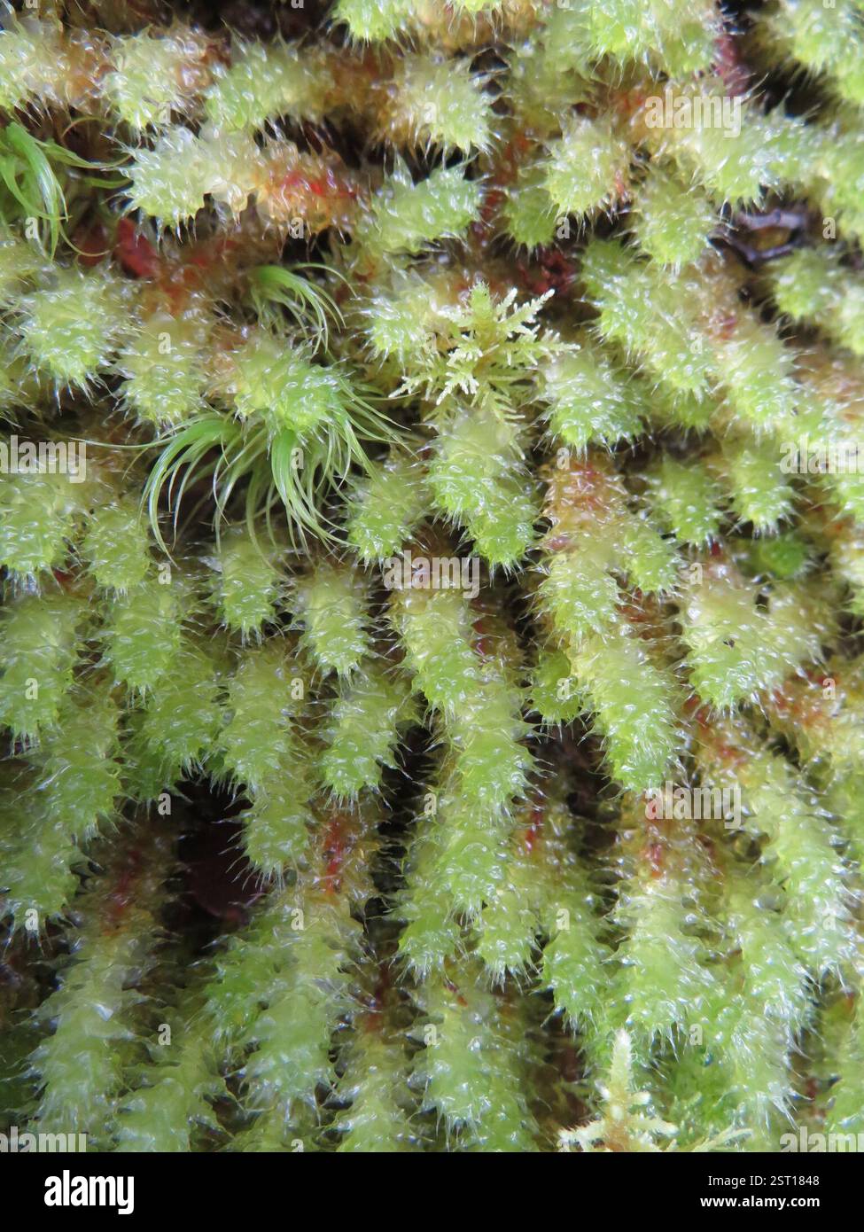 pipe-cleaner moss (Ptychomnion aciculare), Plantae, Arthur's Pass Stock ...