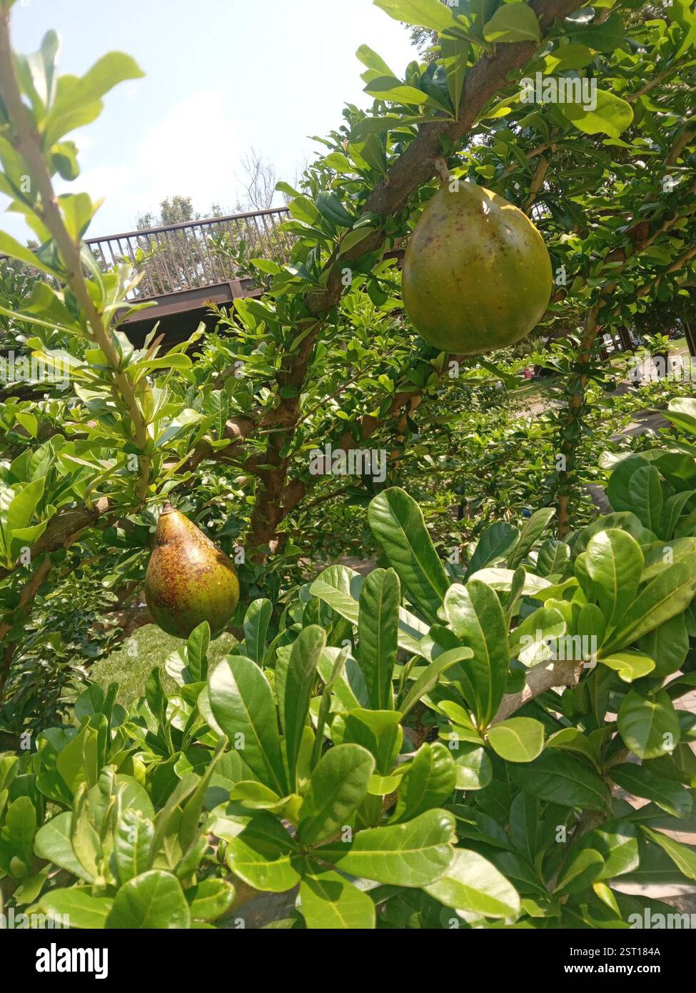 Maracas musicales hi-res stock photography and images - Alamy