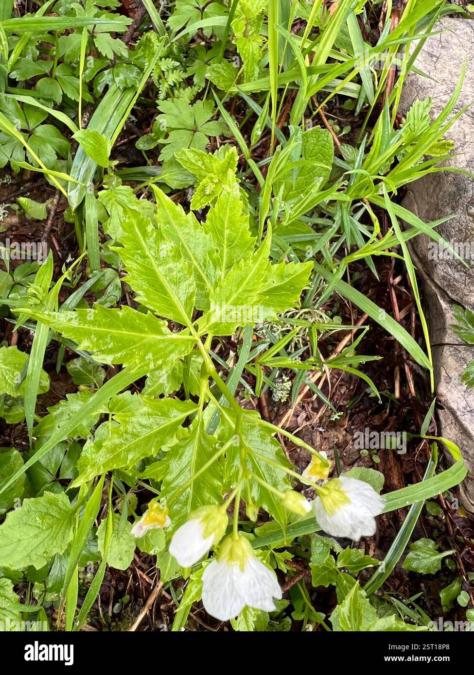 (Cardamine waldsteinii), Plantae, Glamoč, Federacija Bosne i ...