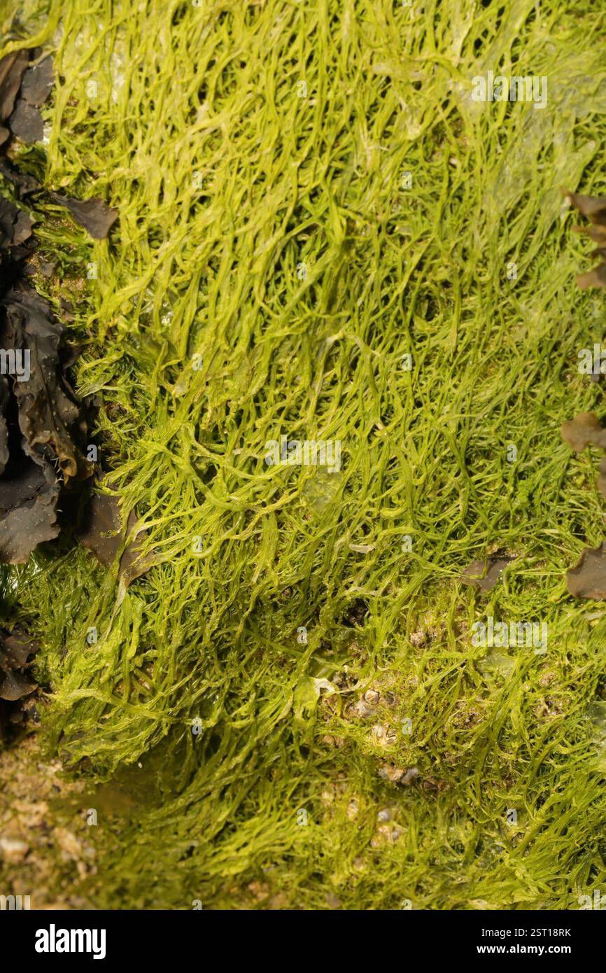 Gutweed (Ulva intestinalis), Plantae, Penrhos Beach area, Penrhos ...