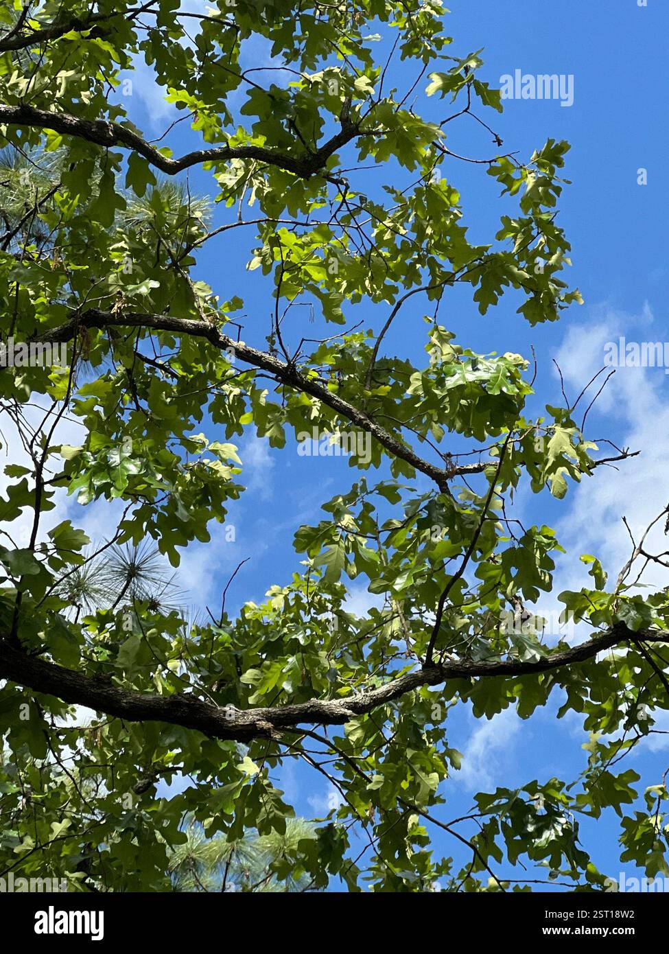 post oak (Quercus stellata), Plantae, Pine Forest, Fayetteville, NC, US ...