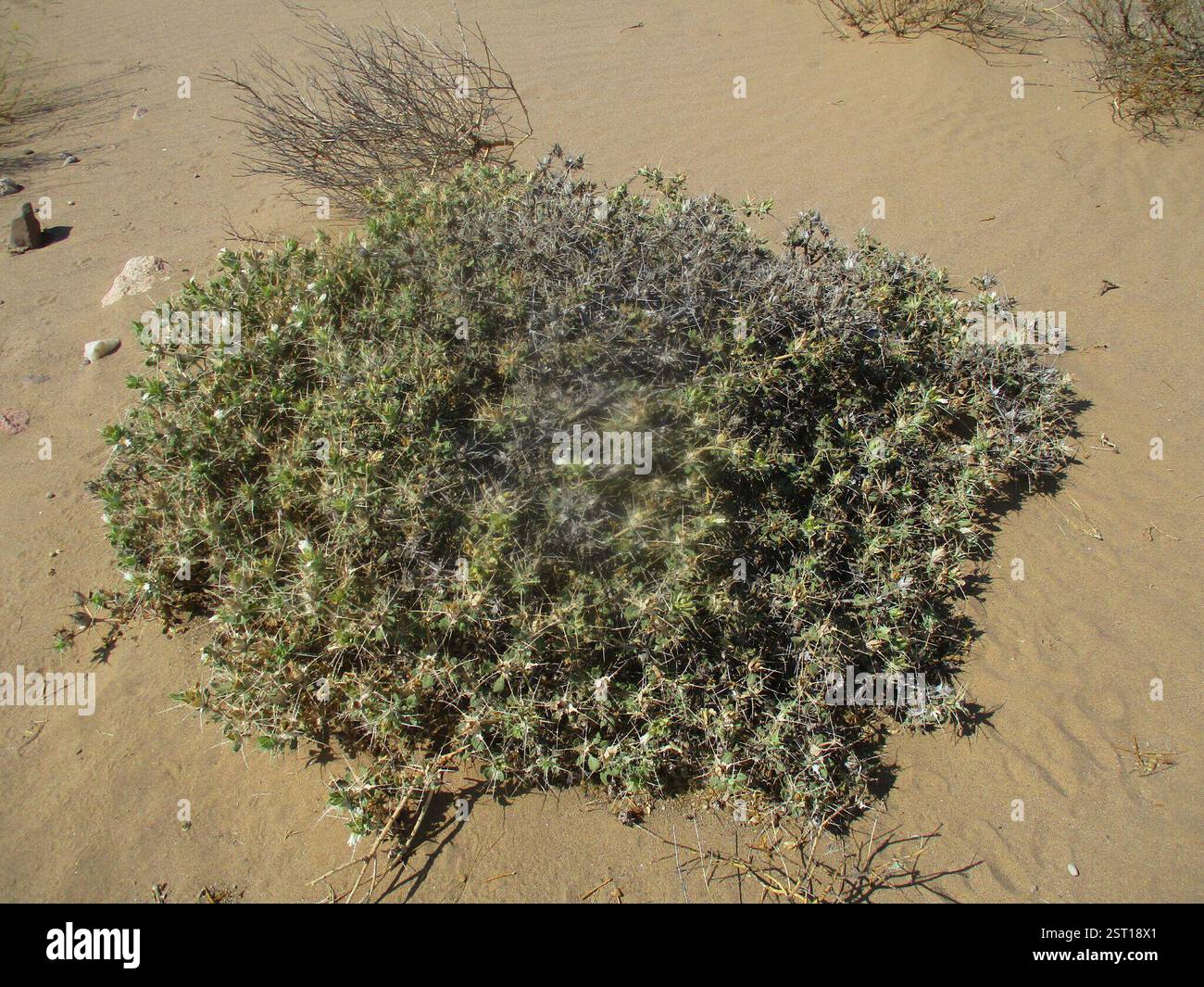 (Blepharis ferox), Plantae, Kunene Region, Namibia Stock Photo - Alamy